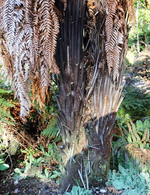 GC60D4Y NZ Native Trees #14 - Wheki (Upper Hutt) (Multi-cache) in North ...