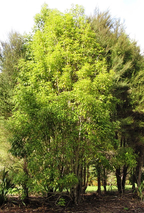 GC60D52 NZ Native Trees #15 - Tarata (Upper Hutt) (Traditional Cache ...