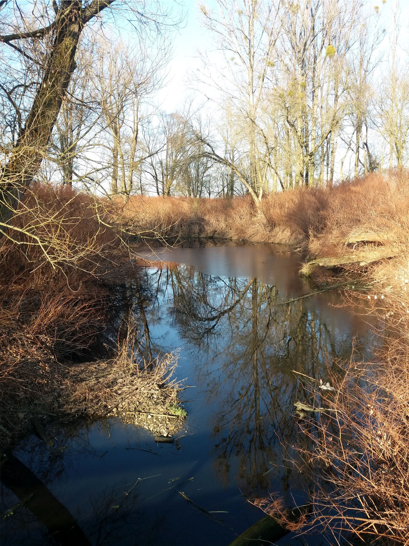 GC8K8RC Stare koryto Odry (Traditional Cache) in Śląskie, Poland ...