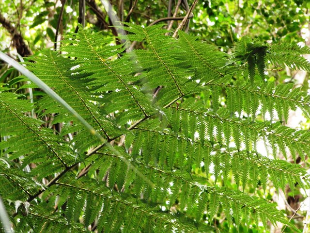 GC608W5 NZ Native Trees #11 - Ponga (Upper Hutt) (Traditional Cache) in ...
