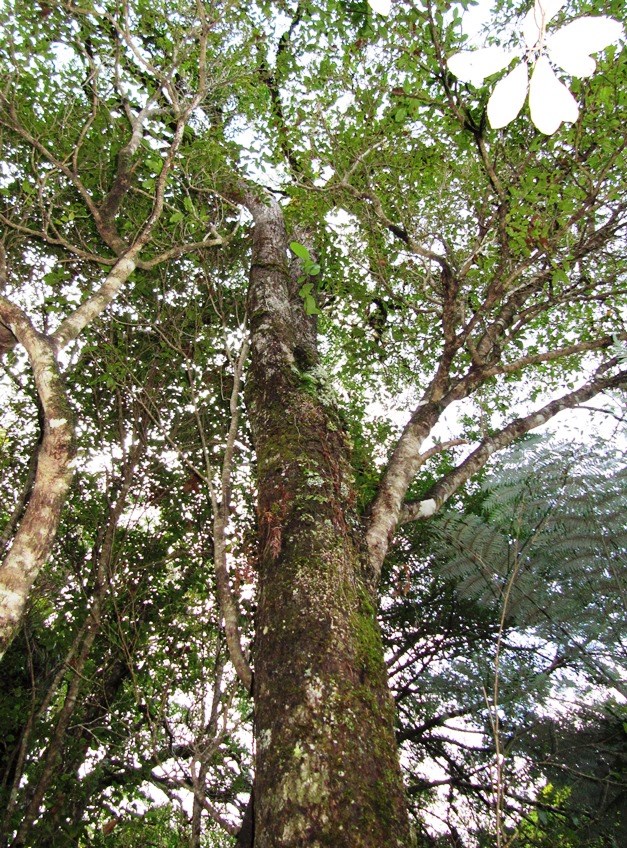 GC608WE NZ Native Trees #13 - Maire (Upper Hutt) (Traditional Cache) in ...