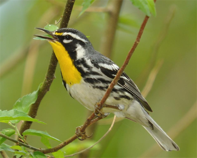 GC6AP4R Avian Rarities Colorado--Yellow-throated Warbler (Multi-cache ...
