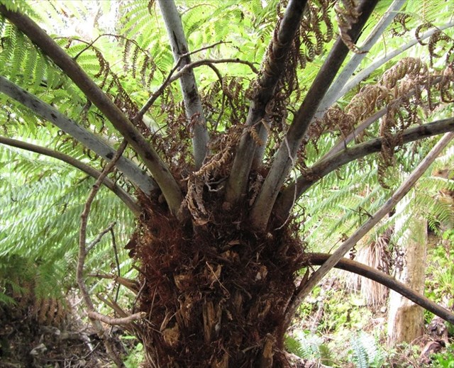GC608W5 NZ Native Trees #11 - Ponga (Upper Hutt) (Traditional Cache) in ...